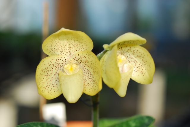 Paph. concolor - PP15