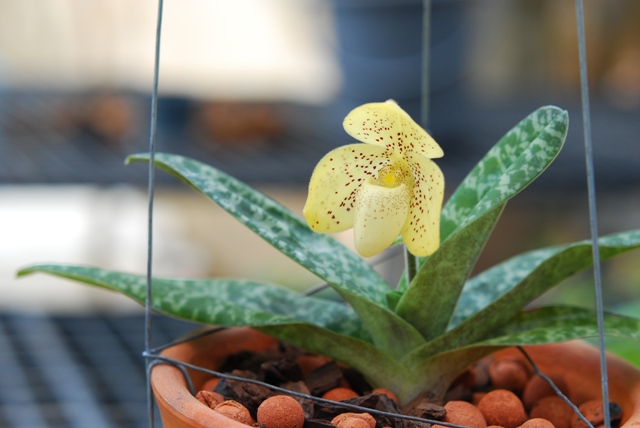 Paph. concolor ' บุญสนอง