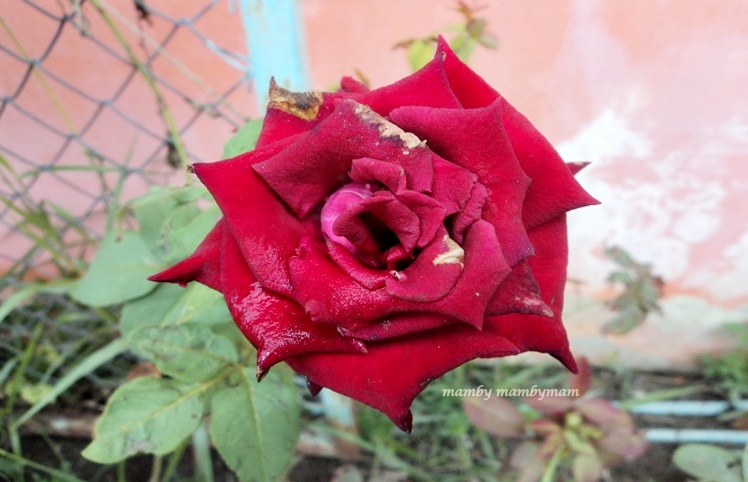 กุหลาบหอมๆในหน้าร้อน