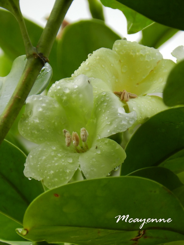 28 พค 55 แก้วมุกดา - Perfume flower tree