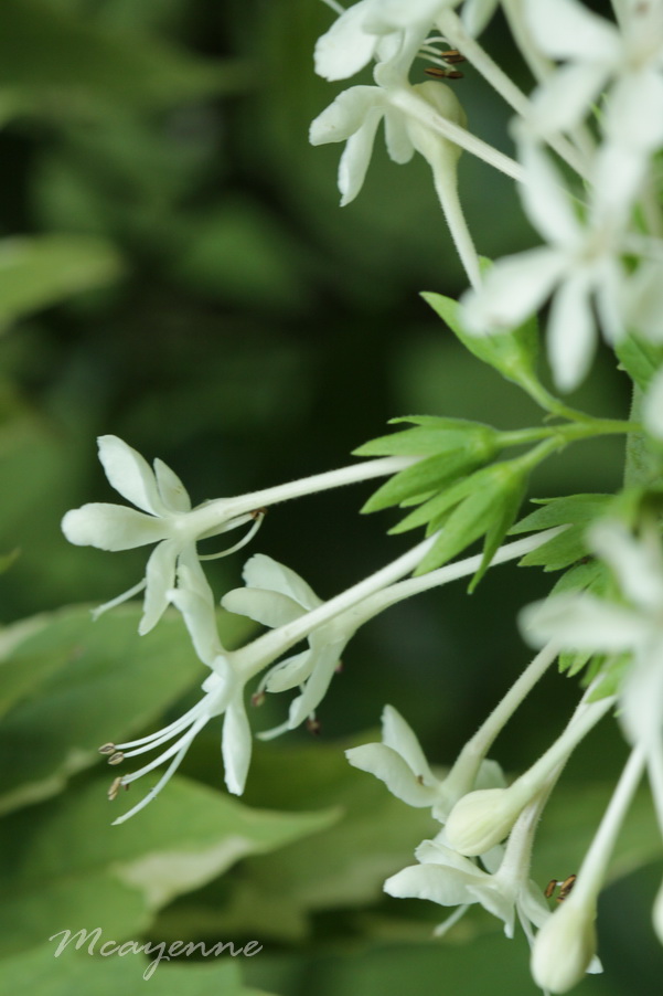 25 ตค 55 ราตรีสวรรค์ - White Butterfly