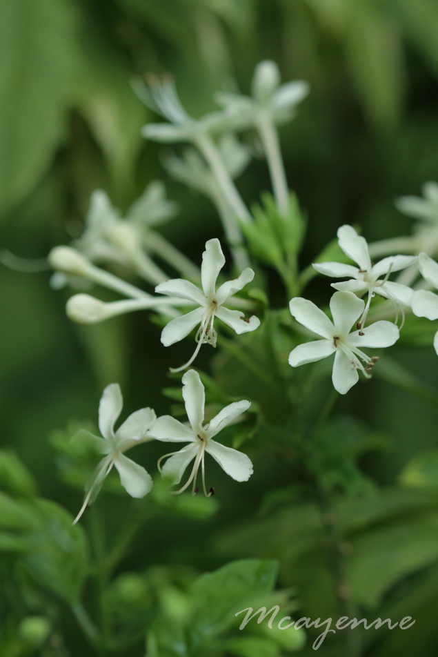 25 ตค 55 ราตรีสวรรค์ - White Butterfly