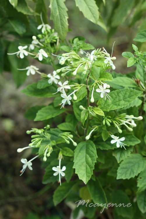 25 ตค 55 ราตรีสวรรค์ - White Butterfly