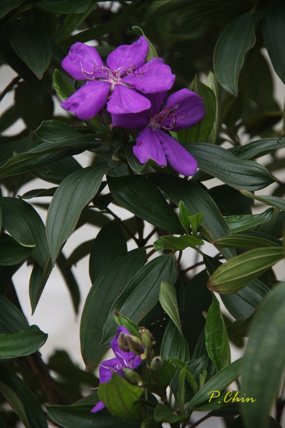 11 พย 56 โคลงเคลงออสเตรเลีย- Princess flower Tree