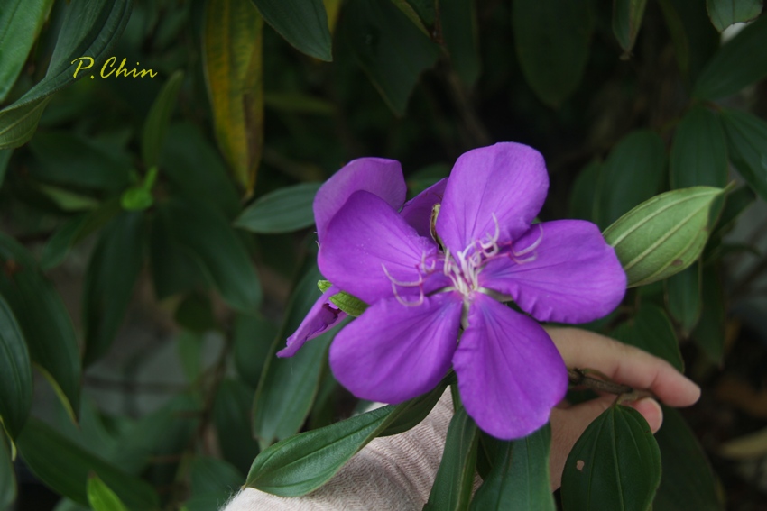 11 พย 56 โคลงเคลงออสเตรเลีย- Princess flower Tree