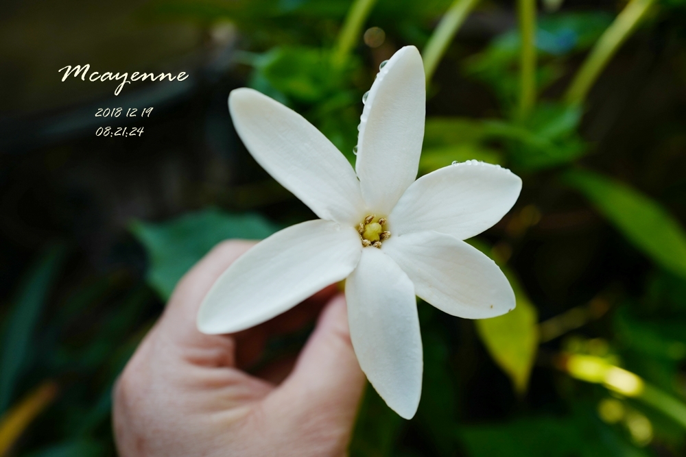 20 ธค 61 พุดแอฟริกา - Gardenia nitida