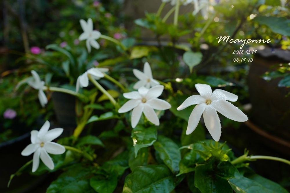 20 ธค 61 พุดแอฟริกา - Gardenia nitida
