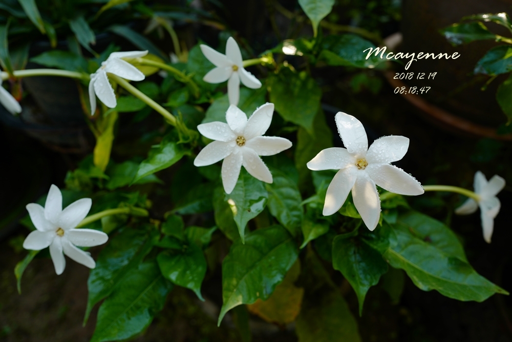 20 ธค 61 พุดแอฟริกา - Gardenia nitida