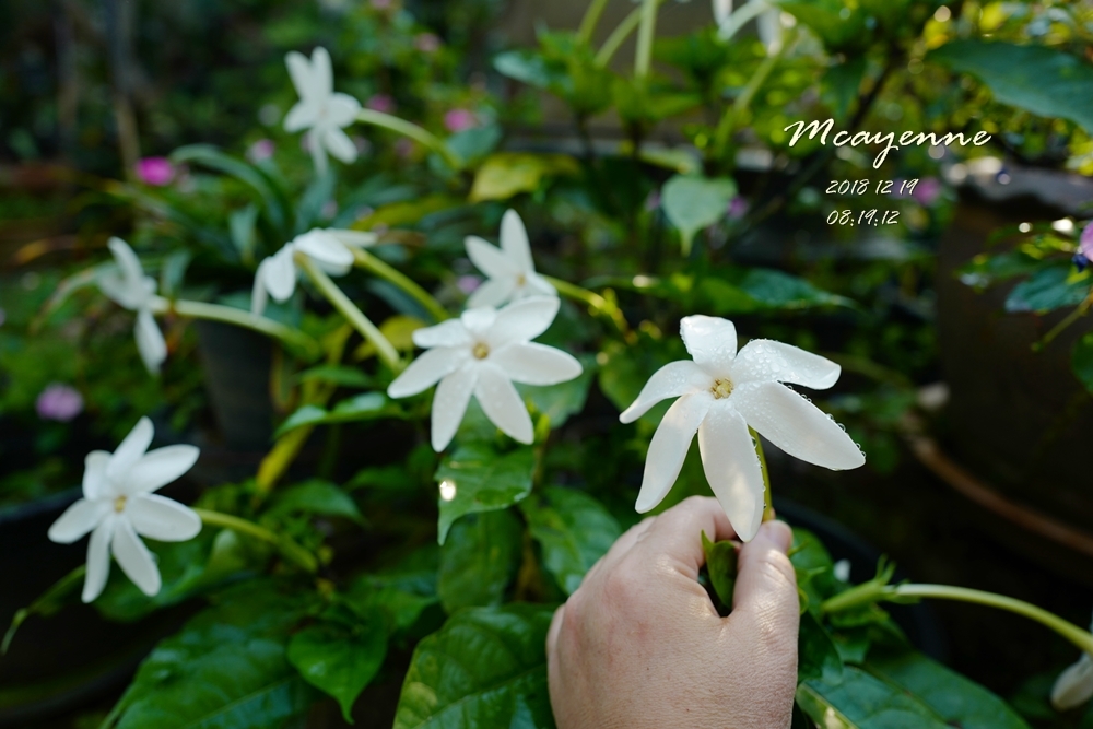 20 ธค 61 พุดแอฟริกา - Gardenia nitida