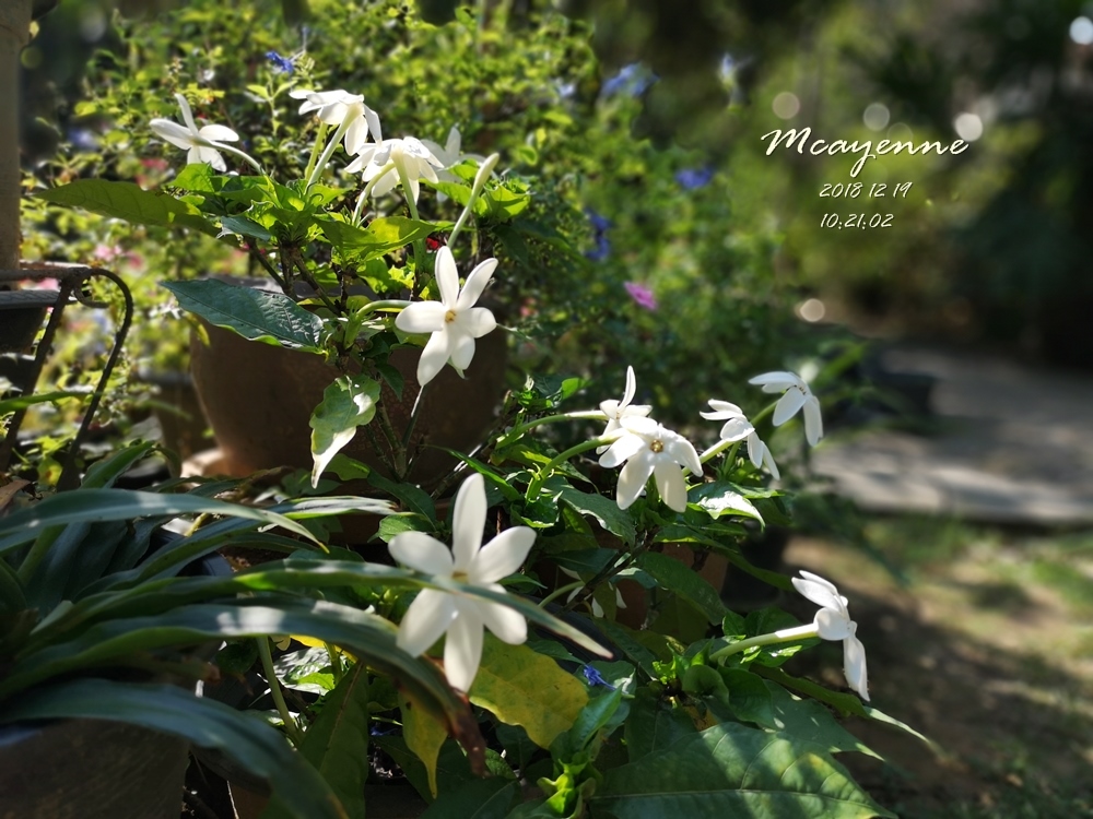 20 ธค 61 พุดแอฟริกา - Gardenia nitida