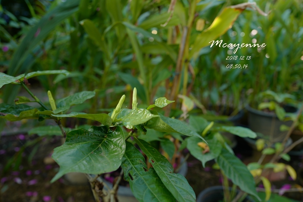 20 ธค 61 พุดแอฟริกา - Gardenia nitida