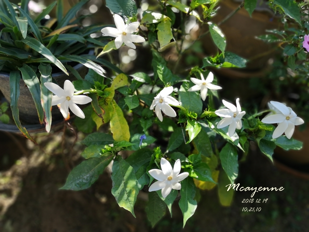 20 ธค 61 พุดแอฟริกา - Gardenia nitida