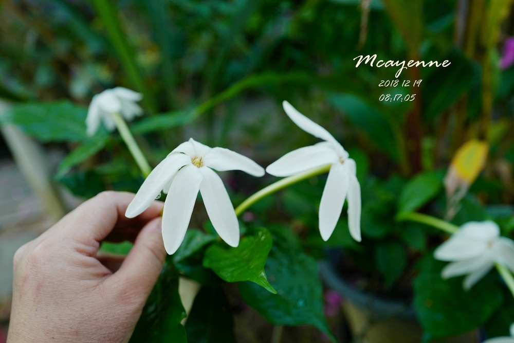 20 ธค 61 พุดแอฟริกา - Gardenia nitida