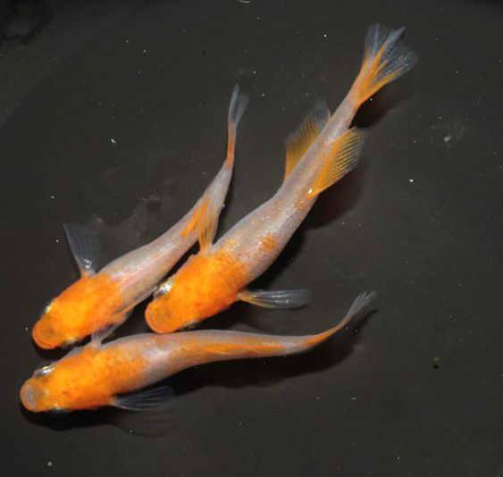 แนะนำปลาสวยงามน่าสนใจ : ปลา Medaka Rice Fish ปลาสวยงามขนาดเล็ก แต่มี ...