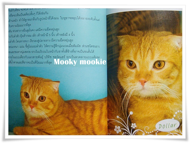 Puppy story : อยู่ดีๆ หนูก็ได้ขึ้นปก....!! Cat magazine...**