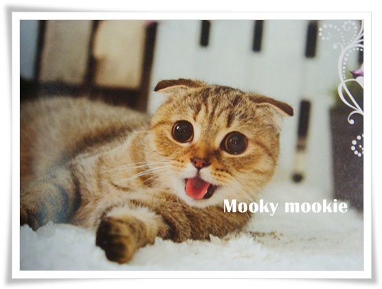 Puppy story : อยู่ดีๆ หนูก็ได้ขึ้นปก....!! Cat magazine...**