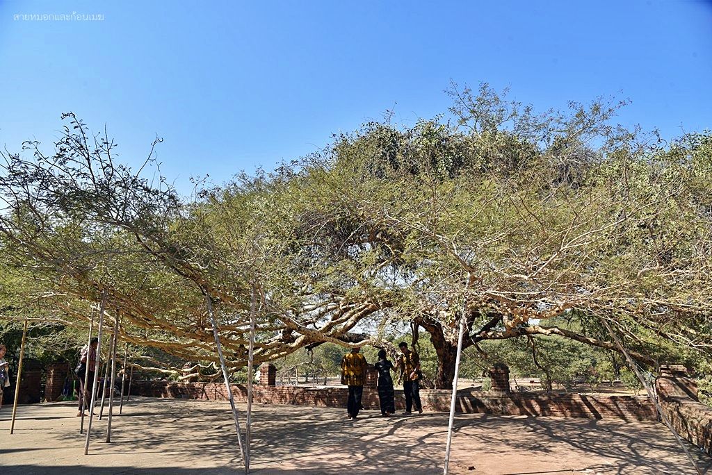 Thandawgya, Shwe Gu Gyi Temple, Gaw Daw Palin Phaya