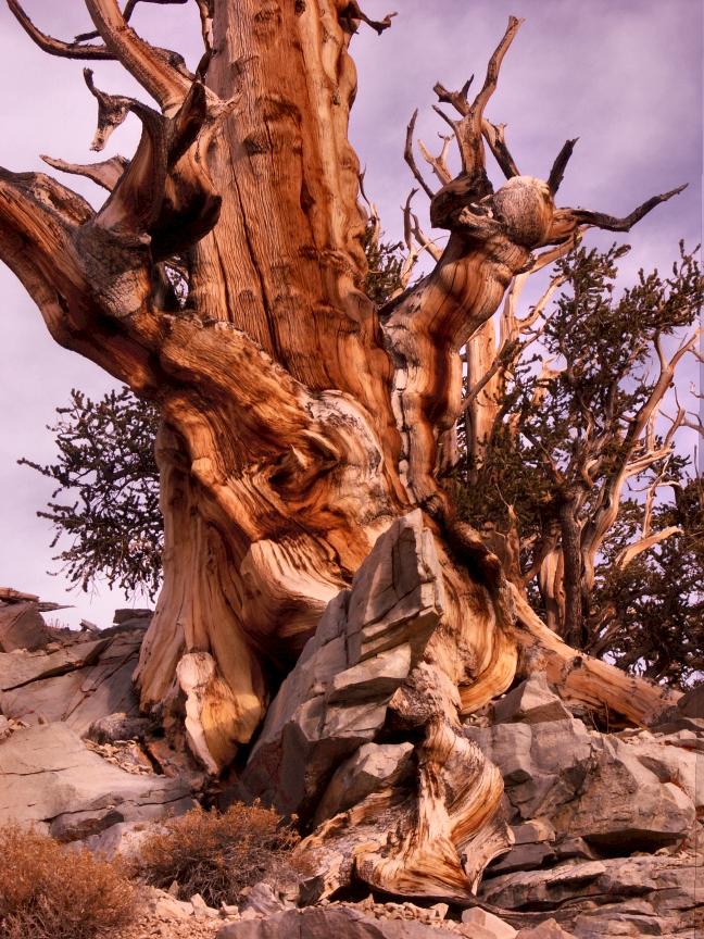 ต้นไม้เก่าแก่ที่สุดในโลก Methuselah