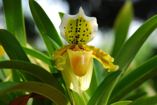 Paph. exul_1