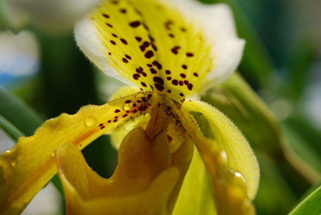 Paph. exul_1