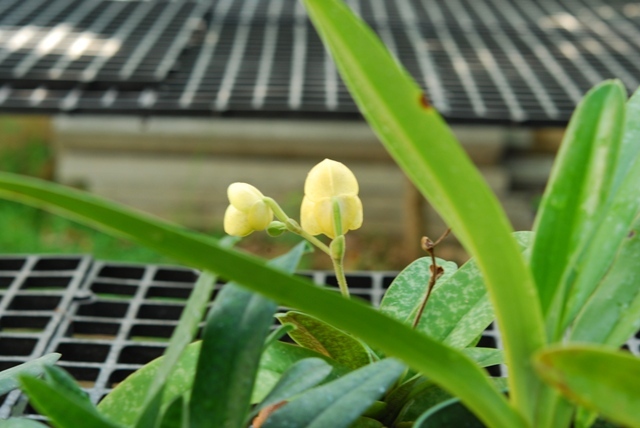 Paph. concolor_5