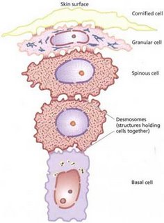 Bloggang.com : may160923 : Layer of epidermis