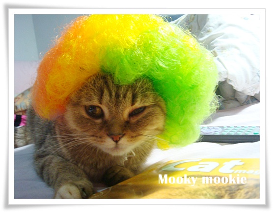 Puppy story : อยู่ดีๆ หนูก็ได้ขึ้นปก....!! Cat magazine...**