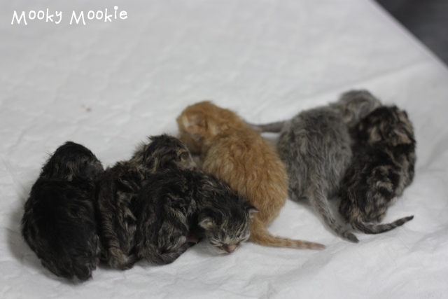 BlogGang.com : : mooky mookie