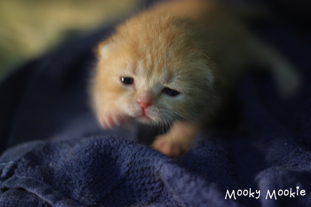 BlogGang.com : : mooky mookie