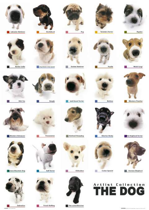 แม่จ๋า หนูอยากเป็น THE DOG....