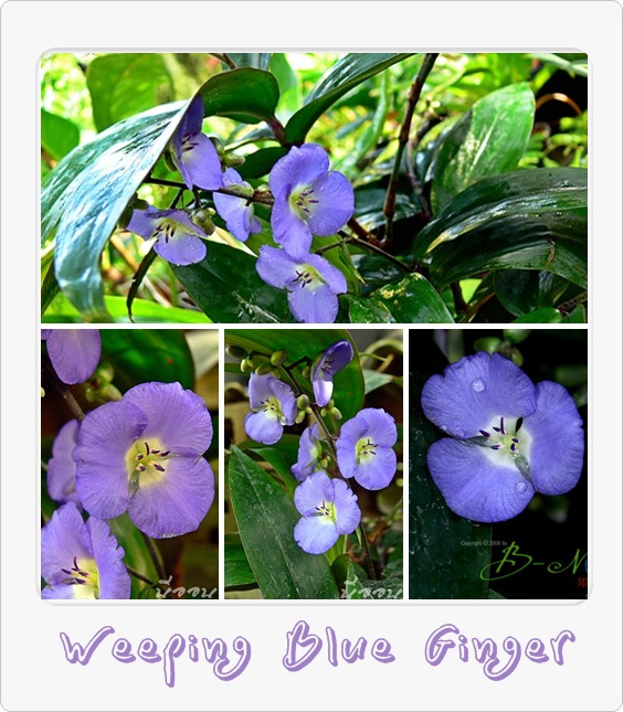 Weeping Blue Ginger - ม่วงนที