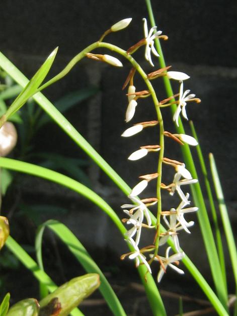 Bloggang.com : noklekkaa : สร้อยระย้า