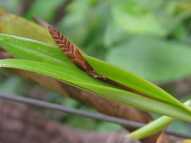 Bloggang.com : noklekkaa : สร้อยระย้า