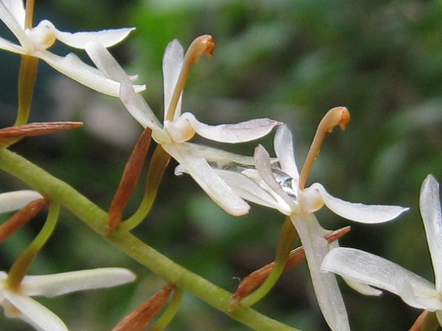 Bloggang.com : noklekkaa : สร้อยระย้า