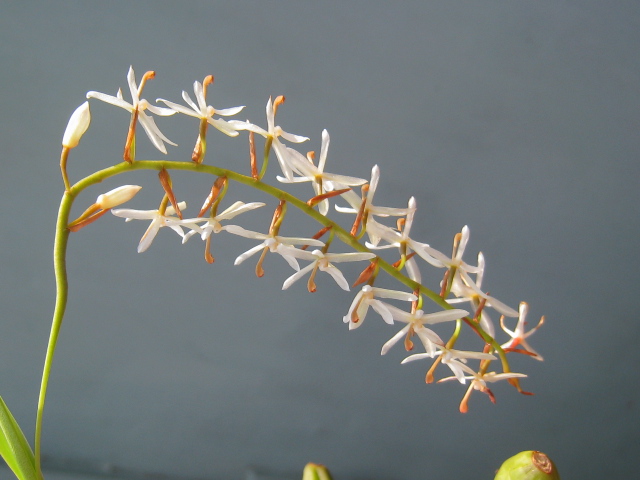 Bloggang.com : noklekkaa : สร้อยระย้า