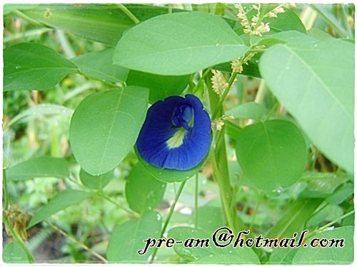 ดอกไม้ริมทาง.....ของแท้จ้า..