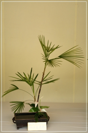 Kamakura : Former Capital of Japan (2)