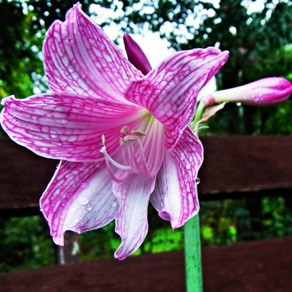 ว่านรางนาก Hippeastrum reticulatum striatifolium