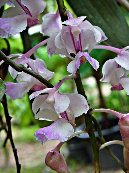 เอื้องกุหลาบกระเป๋าเปิด Aerides falcata Lindl. + ตัวอย่างดอกของเหลืองโคราช