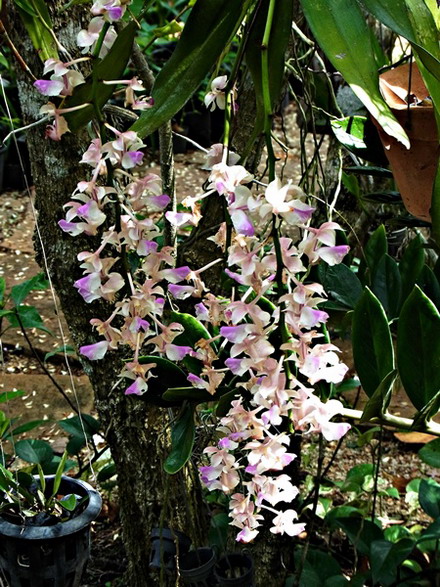 เอื้องกุหลาบกระเป๋าเปิด Aerides falcata Lindl. + ตัวอย่างดอกของเหลืองโคราช