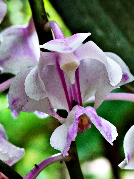 เอื้องกุหลาบกระเป๋าเปิด Aerides falcata Lindl. + ตัวอย่างดอกของเหลืองโคราช