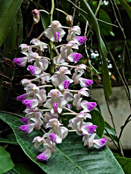 เอื้องกุหลาบกระเป๋าเปิด Aerides falcata Lindl. + ตัวอย่างดอกของเหลืองโคราช