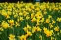 "Daffodils" : William Wordsworth