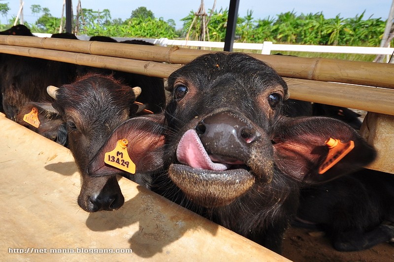 ++Mini Murrah Farm (มินิ มูร่าห์ ฟาร์ม) ... ฟาร์มแห่งนี้ไม่มีแกะ แต่มี ...