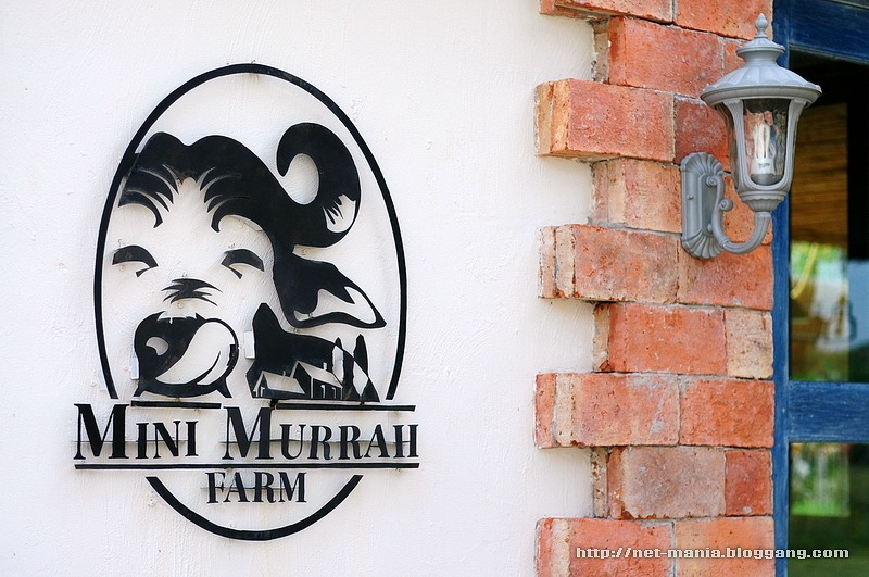 ++Mini Murrah Farm (มินิ มูร่าห์ ฟาร์ม) ... ฟาร์มแห่งนี้ไม่มีแกะ แต่มี ...