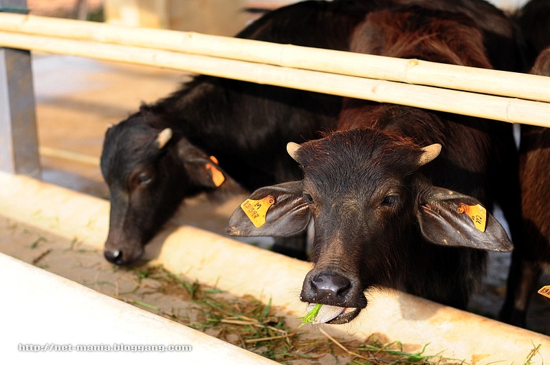 ++Mini Murrah Farm (มินิ มูร่าห์ ฟาร์ม) ... ฟาร์มแห่งนี้ไม่มีแกะ แต่มี ...