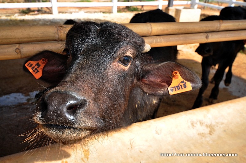 ++Mini Murrah Farm (มินิ มูร่าห์ ฟาร์ม) ... ฟาร์มแห่งนี้ไม่มีแกะ แต่มี ...