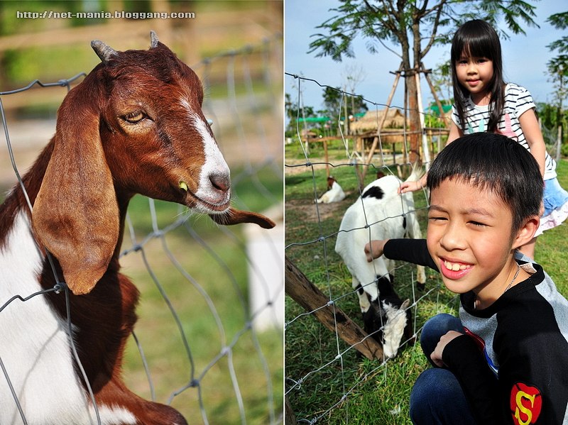++Mini Murrah Farm (มินิ มูร่าห์ ฟาร์ม) ... ฟาร์มแห่งนี้ไม่มีแกะ แต่มี ...