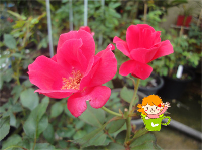Knockout Single Red