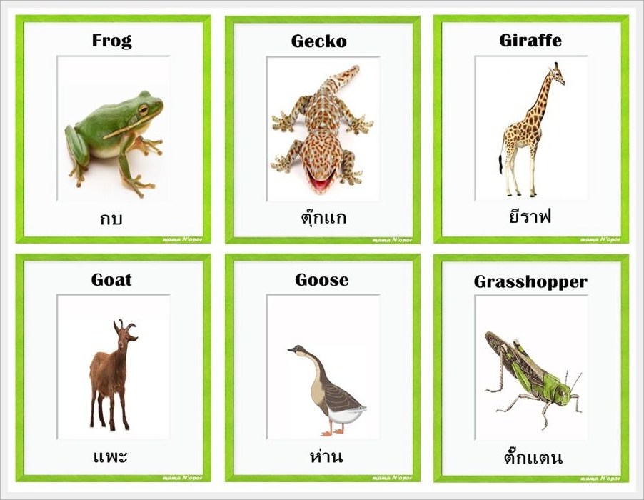 Lesson10: Animals Book